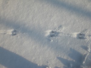 fodspor i sneen af ukendt dyr - Naturbasen