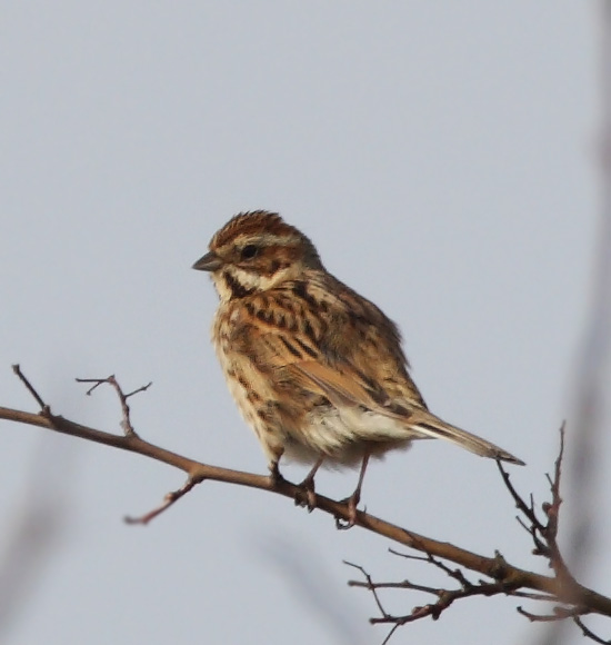 fugle ID - Naturbasen