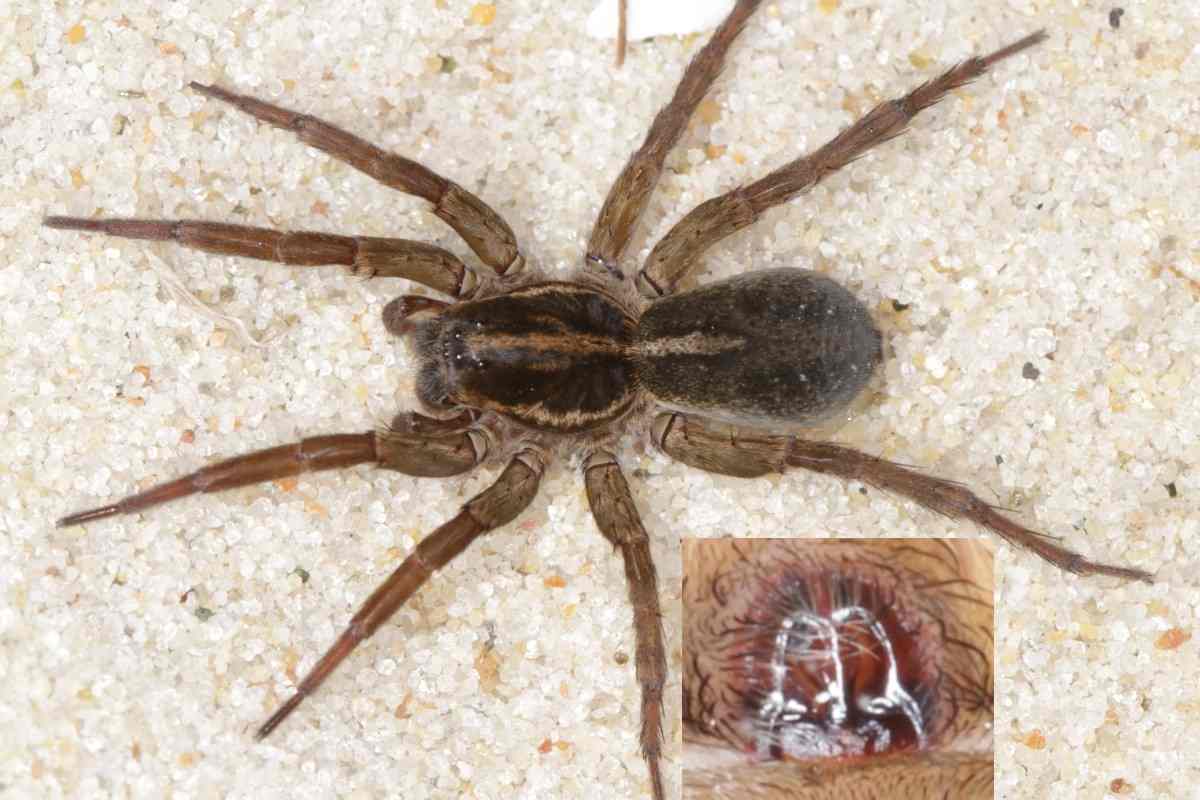 Trochosa robusta? - Naturbasen