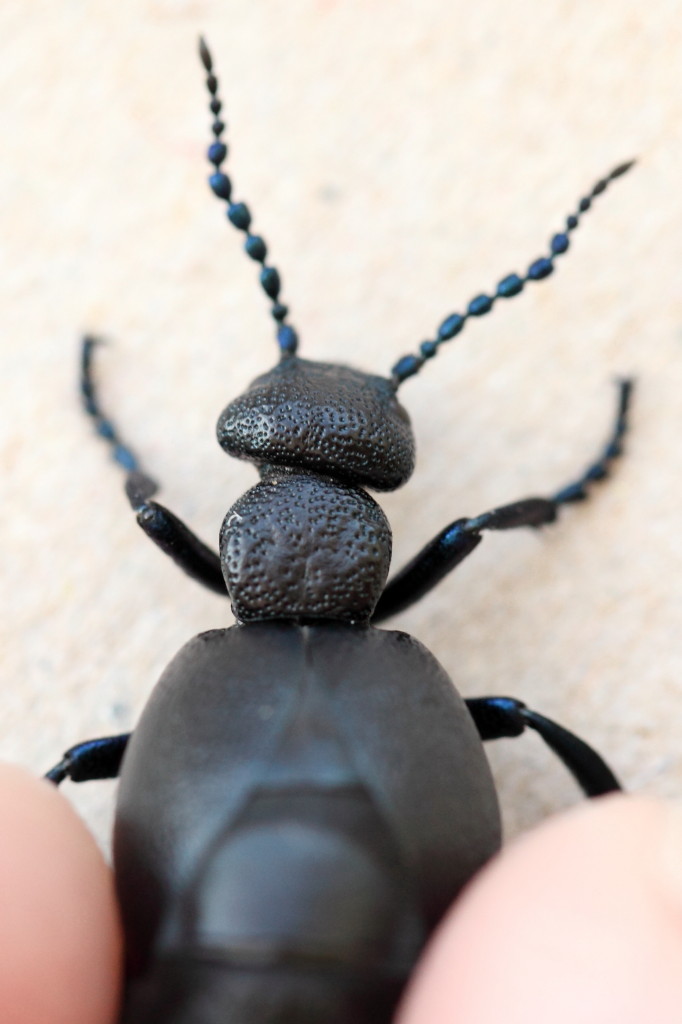 Blå eller sort oliebille? - Naturbasen