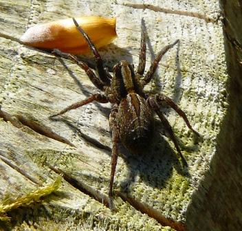 Almindelig Bjørneedderkop (Trochosa terricola)? - Naturbasen