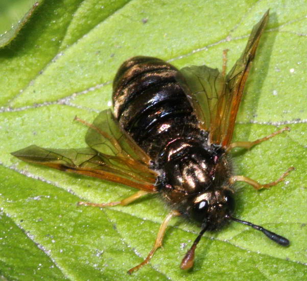 Hvilket insekt? - Naturbasen