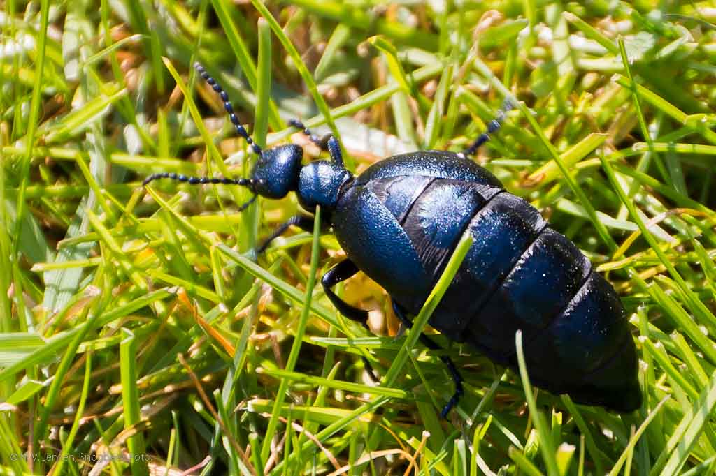 Spørgsmål ang Blå oliebille (Meloe violaceus ) - Naturbasen