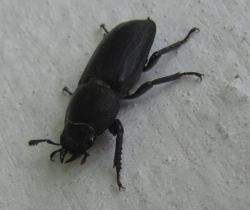 Hvilken stor sort bille? - Naturbasen