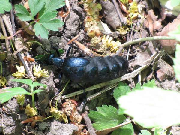Sort eller blå oliebille - Naturbasen