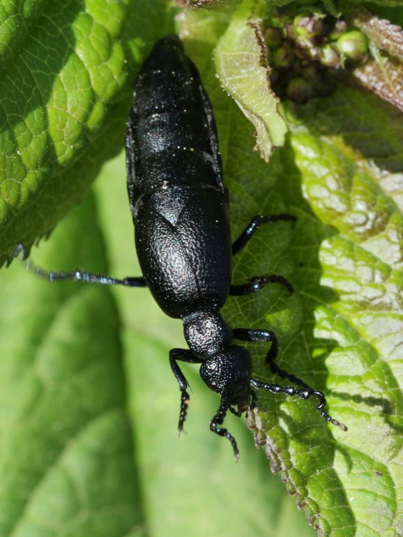 Sort oliebille fra Vindekilde Røsnæs. - Naturbasen