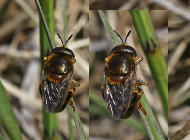 Microdon mutabilis - Naturbasen