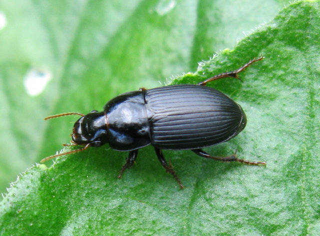 Hvilken sort bille fra haven? - Naturbasen