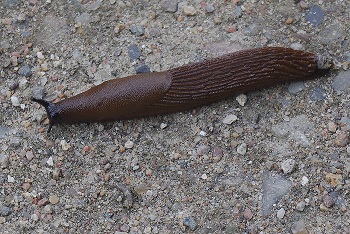 Hvad er det for en snegl - Naturbasen