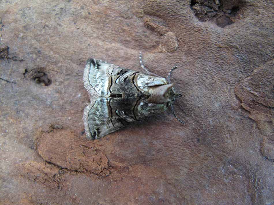 Brilleugle - Naturbasen