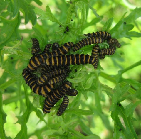 Hvad er det? - Naturbasen