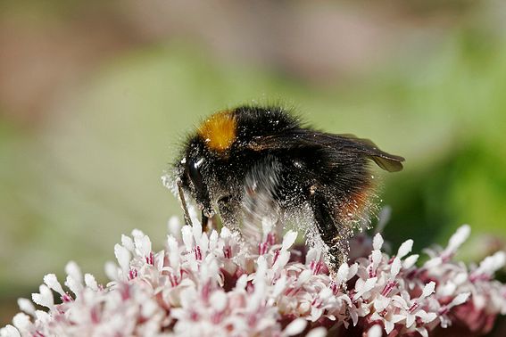 Hvilken humlebi? - Naturbasen