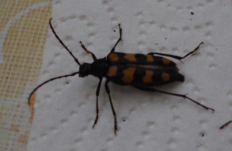 Hvilket insekt - Naturbasen