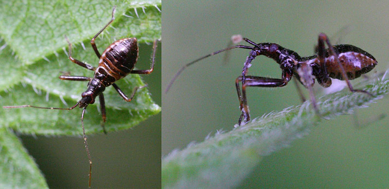 Nymfe af rovtæge ? - Naturbasen