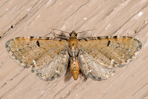 Eupithecia assimilata ? - Naturbasen