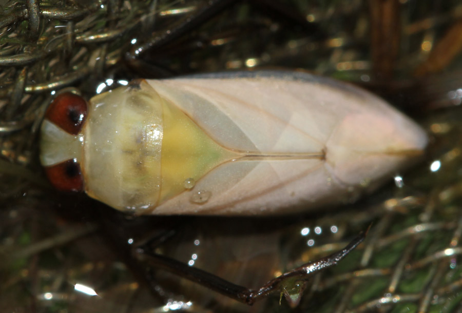 Gul rygsvømmer?! - Naturbasen