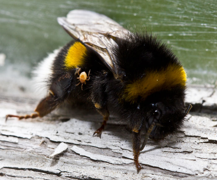 Hvilket lille dyr på humlebi? - Naturbasen