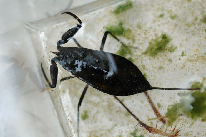 vandinsekt? - Naturbasen