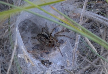 stor edderkop i tragt formet spind - Naturbasen