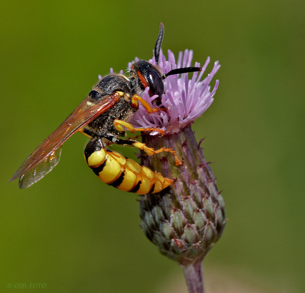 Hveps eller Gedehams ? - Naturbasen
