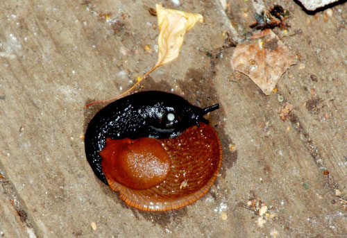 Hvad laver den skovsnegl-mon - Naturbasen