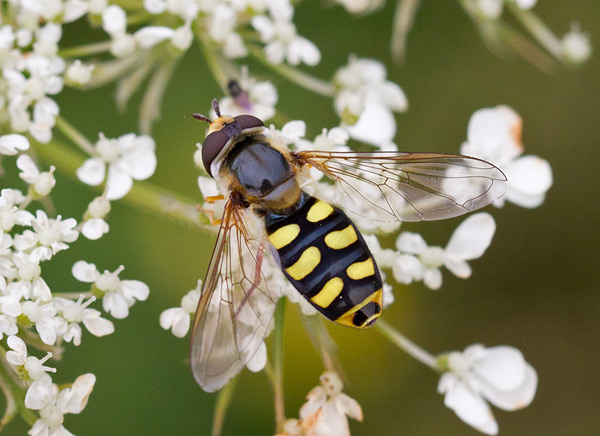 Eupeodes lundbecki? - Naturbasen
