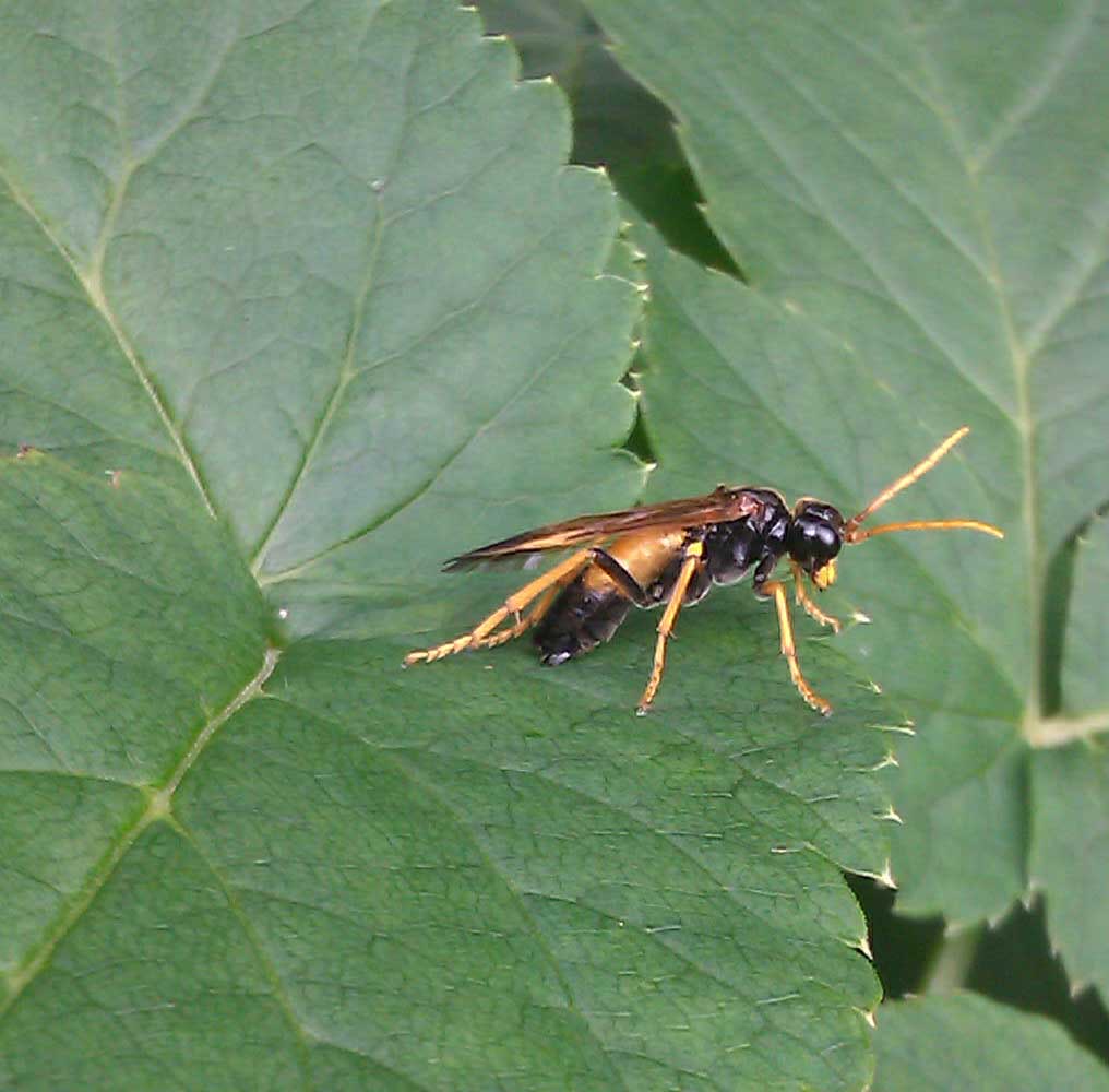 Hvilken hveps? - Naturbasen