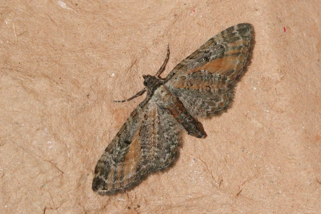 Eupithecia icterata? - Naturbasen