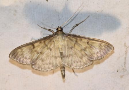 Pleurotya ruralis? - Naturbasen