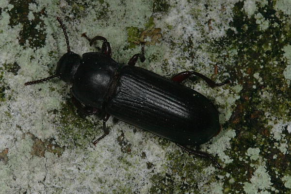 Egeskrubbe - Tenebrio opacus - Naturbasen