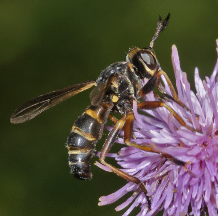 Conops strigatus? - Naturbasen