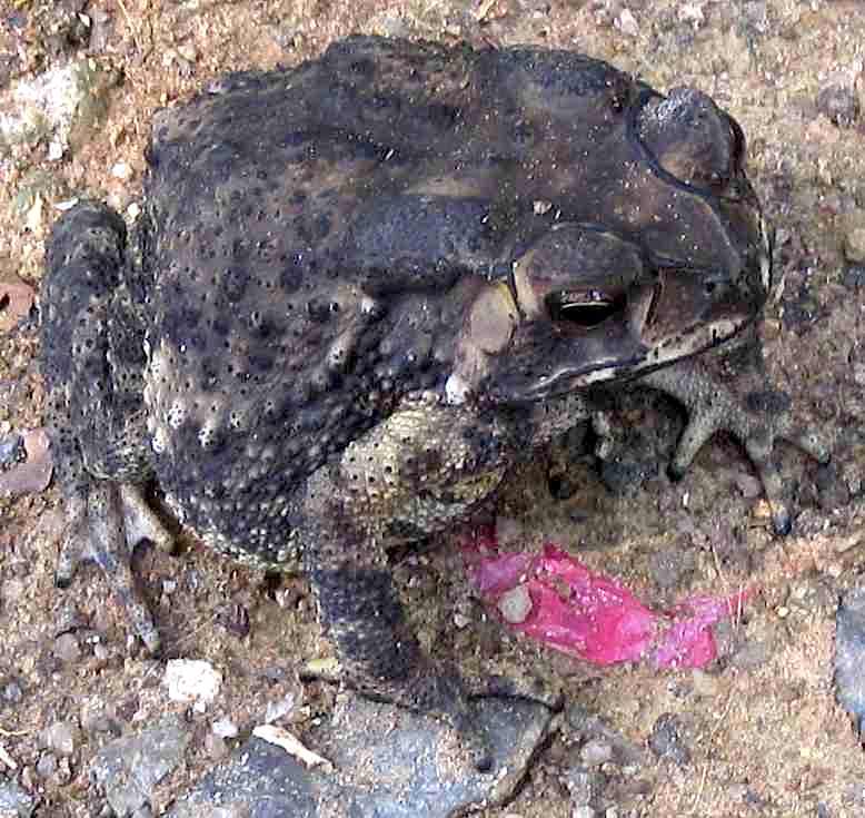 Hvilken tudse? - Naturbasen