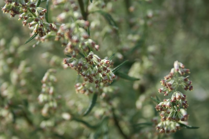 Grå-Bynke? - Naturbasen