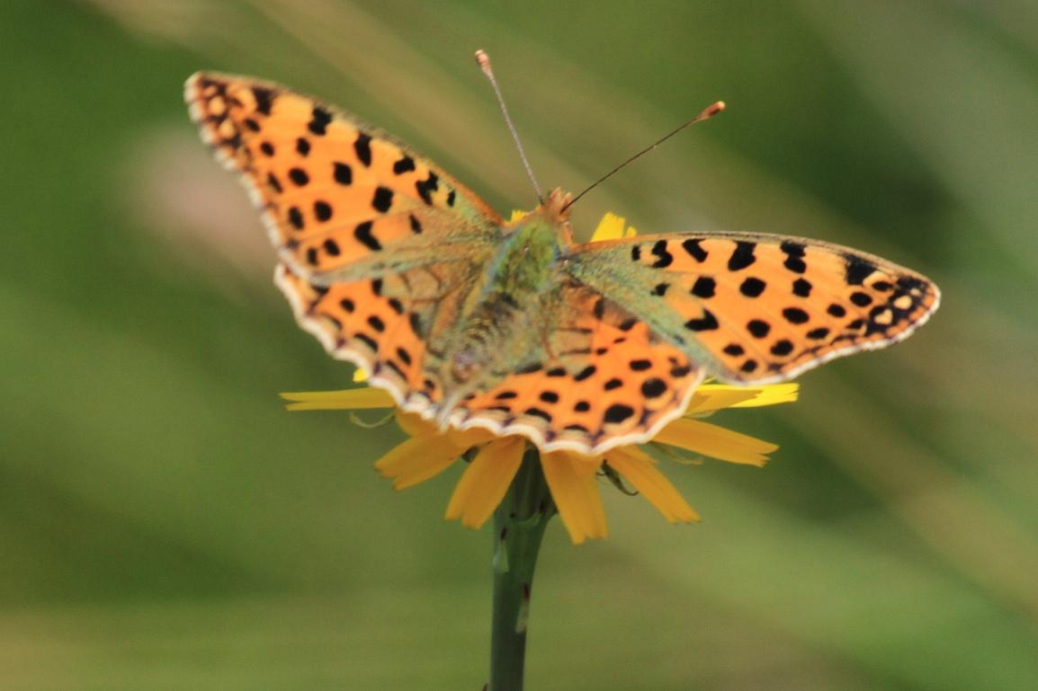 hvilken sommerfugl - Naturbasen