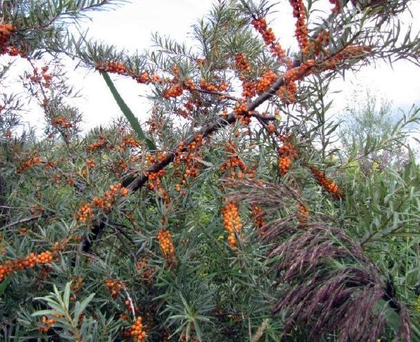 Havtorn uden torne ?? - Naturbasen