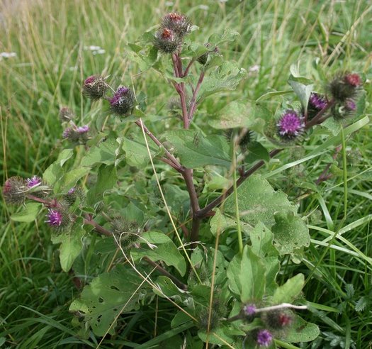 Filtet Burre? - Naturbasen
