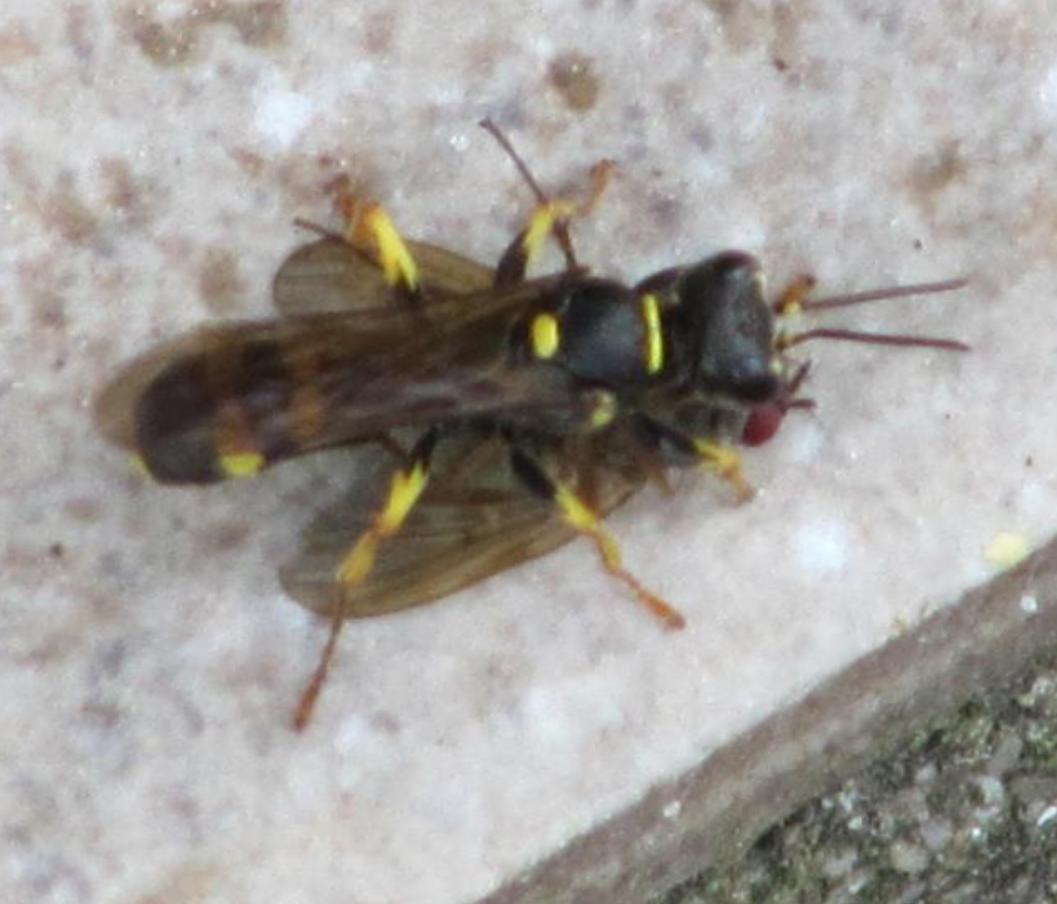 Hvem har taget livet af fluen? - Naturbasen