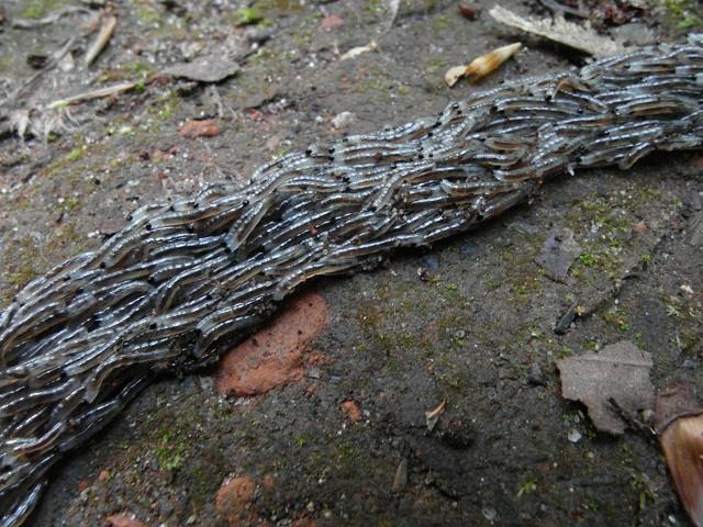 Larver i procession - Naturbasen