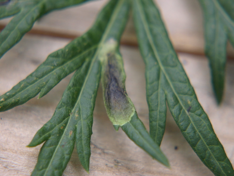 Trypeta artemisiae ? - Naturbasen