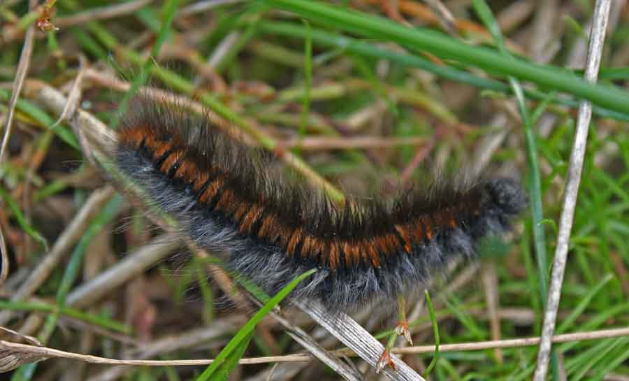 Brombærspinder larve? - Naturbasen