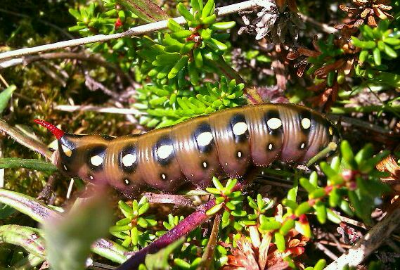grøn larve med øjenpletter og rødt horn - Naturbasen