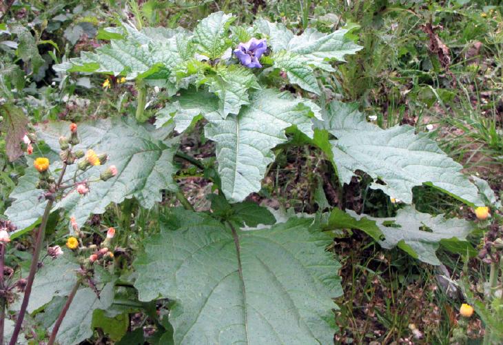 smuk " losseplads-plante " - Naturbasen