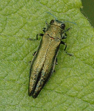 Hvilken Pragtbille - Naturbasen