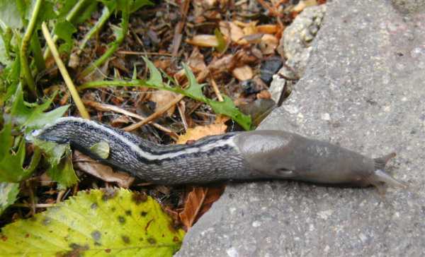 stribet snegl - Naturbasen