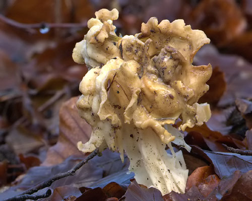 Morkel eller hvad? - Naturbasen