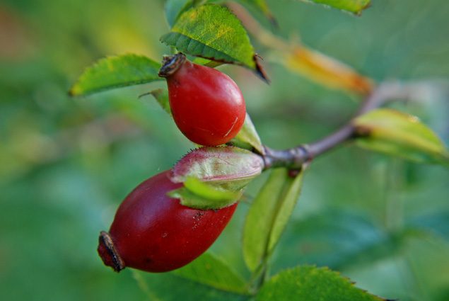 Er det her Glat Hunde-rose? - Naturbasen