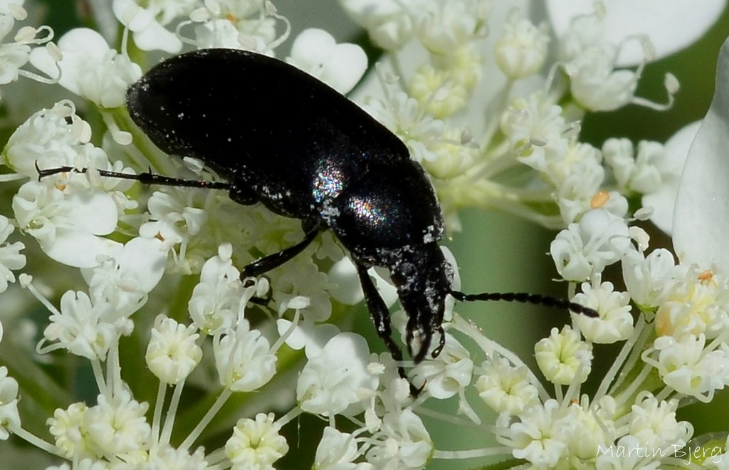 Sort bille fra B.......... som hedder? - Naturbasen