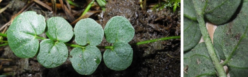 En lille fyr i en kokasse - Naturbasen