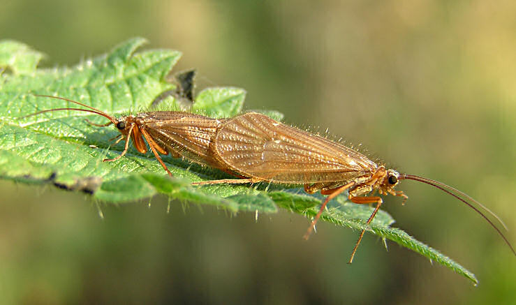Hjælp til bestemmelse... - Naturbasen