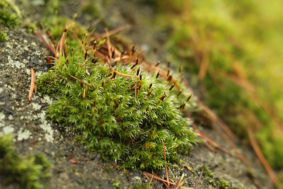 Endnu et mos fra granit - Naturbasen